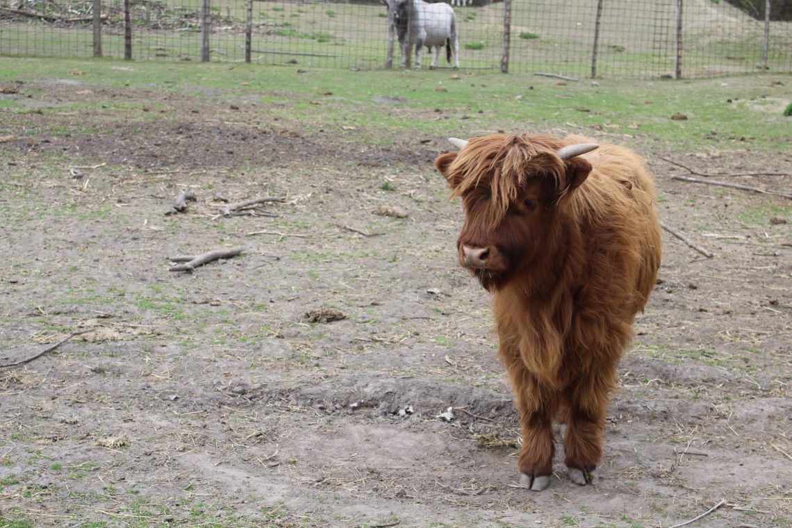 Škotsko goveče stiglo u Zoovrt Palić - EKOFEMINIZAM