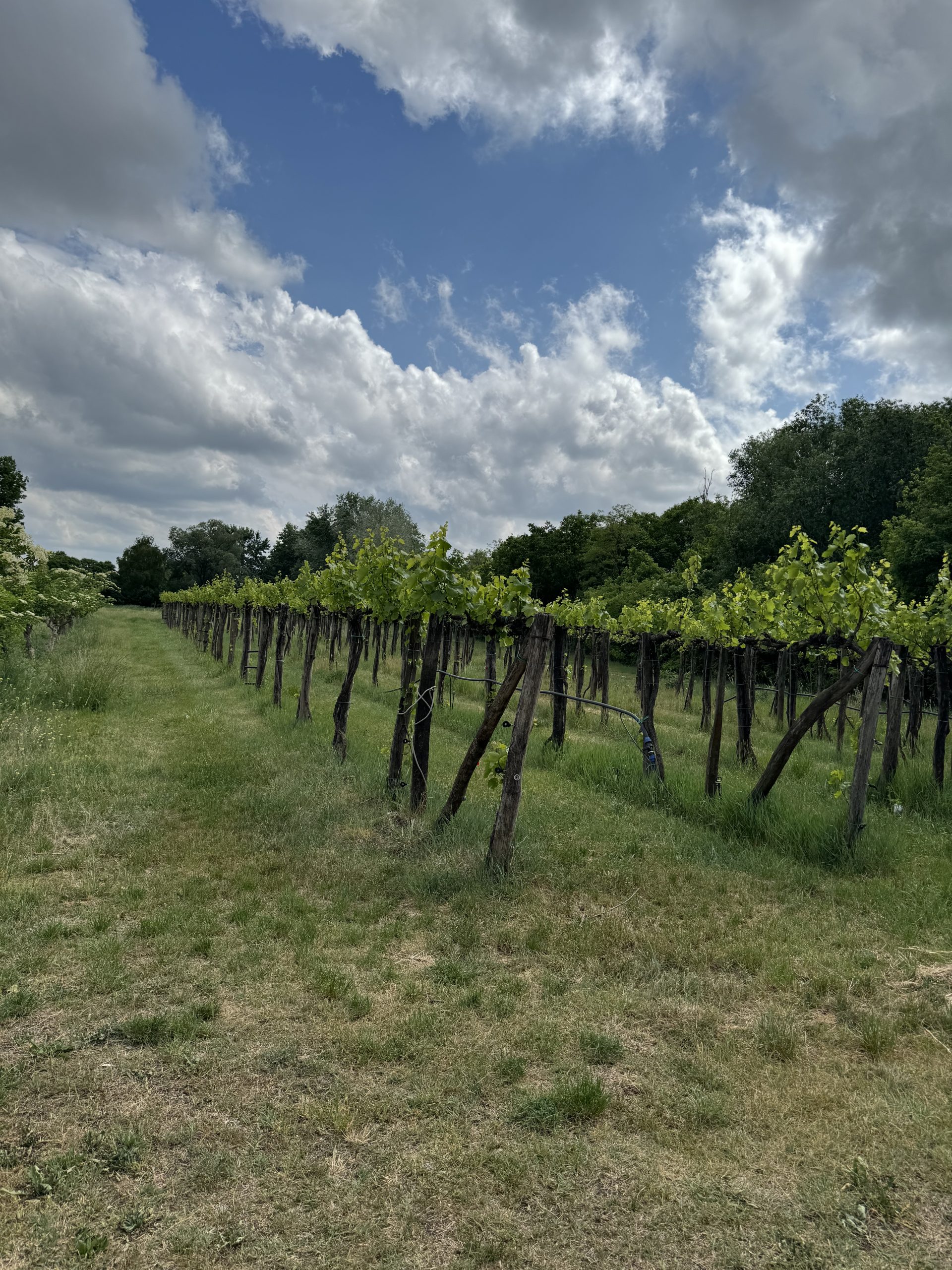 Regenerativna poljoprivreda : Porodica Berenji - EKOFEMINIZAM