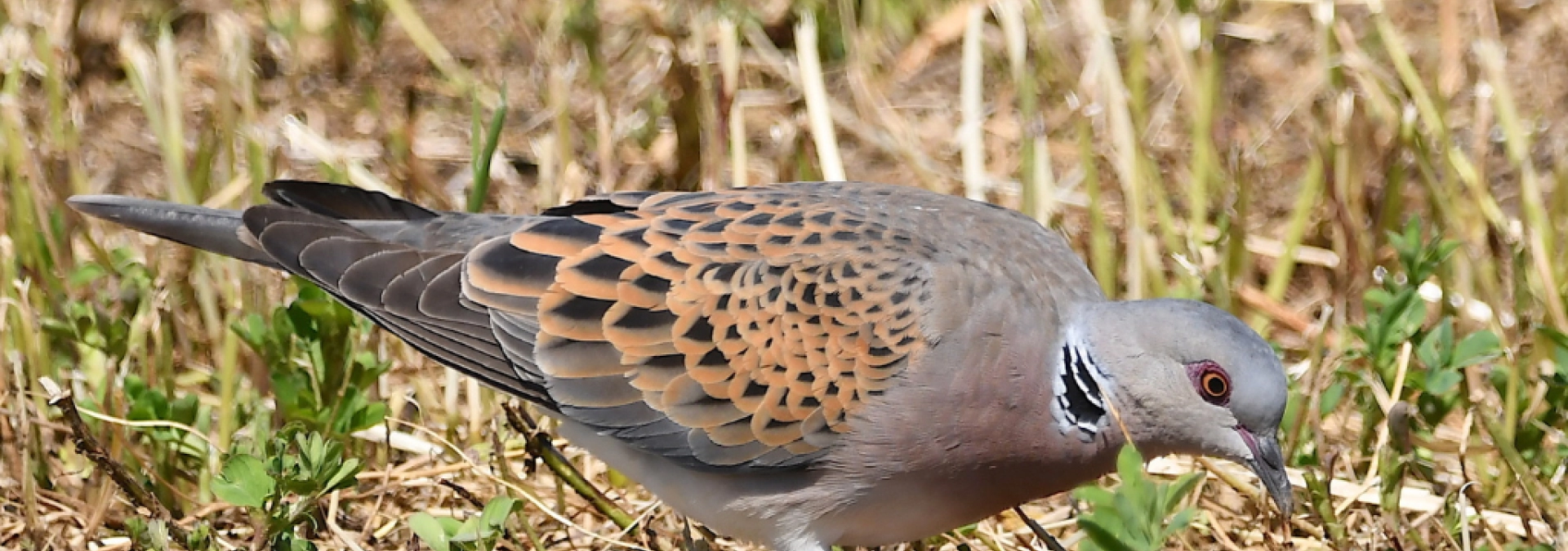 Grlica se vraća: Oživljavanje ugrožene vrste ptica u Evropi - EKOFEMINIZAM